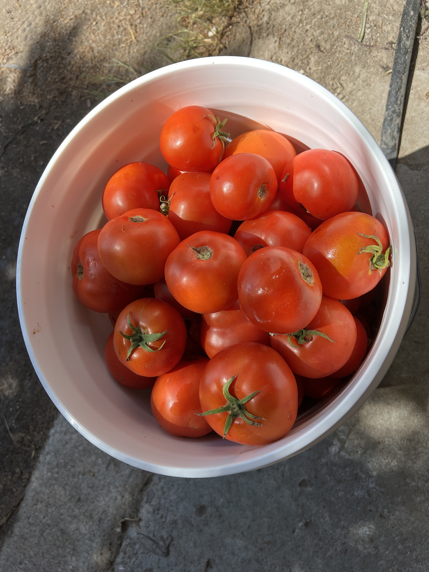 TOMATO - Meadowlark Hearth