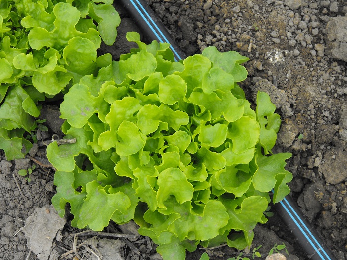 LETTUCE - Meadowlark Hearth